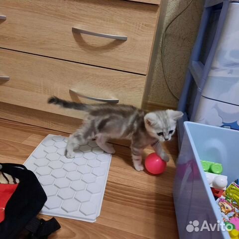 Британский котик