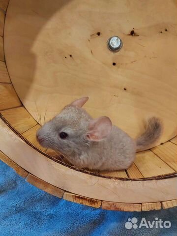 Шиншилла(шиншиллята)