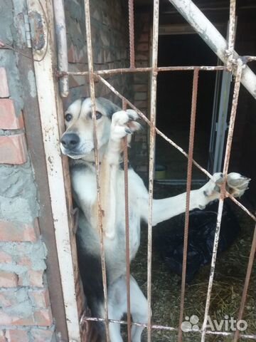 Любаша из приюта ждёт своего человека, крупная
