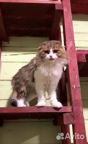 Кошка похожая на манула