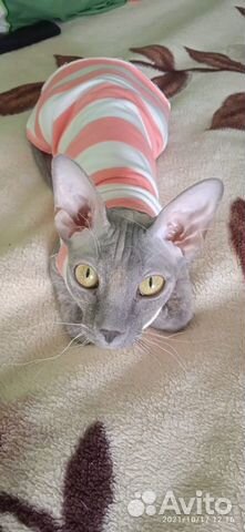 Донской сфинкс