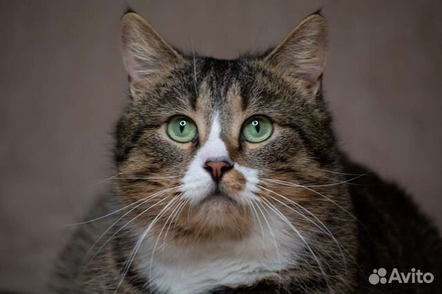 Кот Барс 2 года, кастрирован в дар