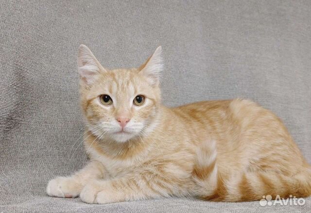 Лисенок - котенок