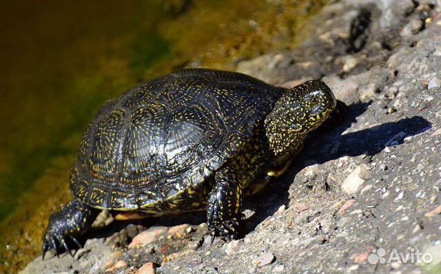 Болотная черепаха