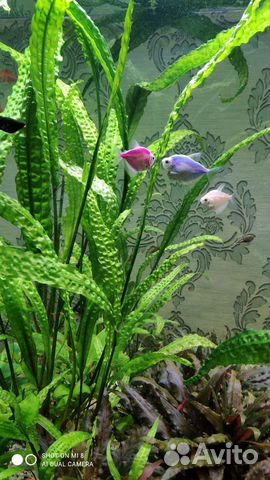 Растения и тернеции