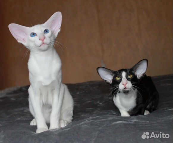 Ориентальные котята