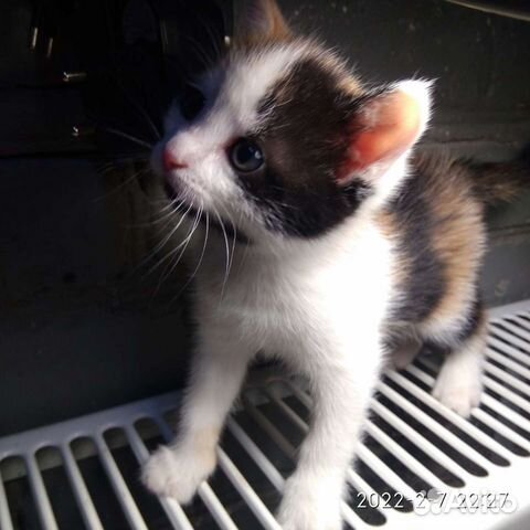 Котята рожд. В новогоднюю ночь