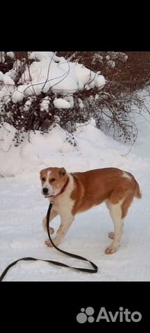 Среднеазиатская овчарка алабай