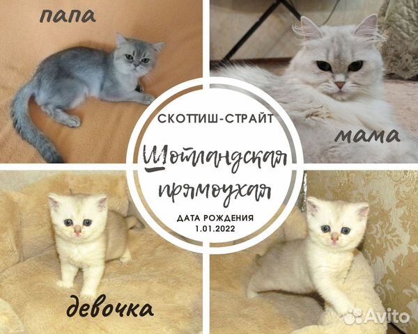 Шотладские котята (Девочка)