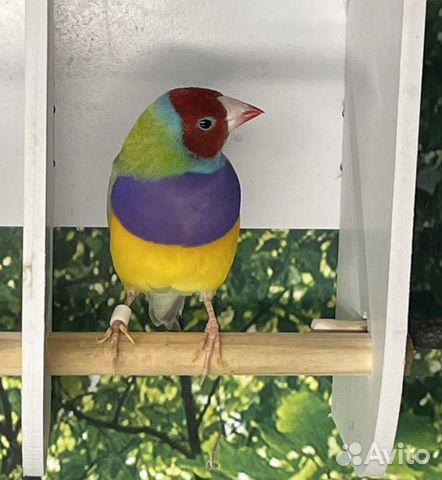 Амадина гульда