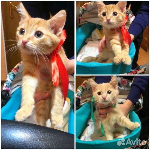 Рыжие, кремовый котятки в добрые руки