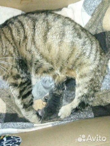 Вислоухие котята