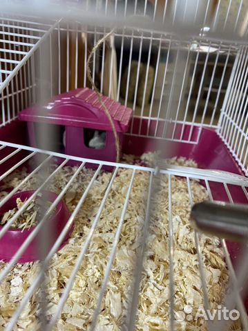 Декоративные мышки