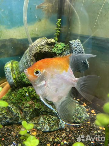 Скалярии, сом, данио