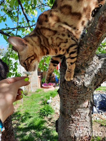 Бенгальская кошка