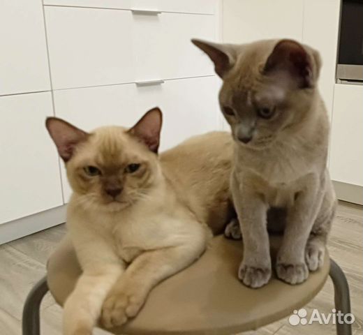 Бурманские котята