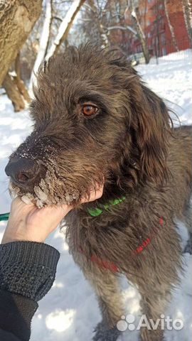 Чудесный пёс ищет семью