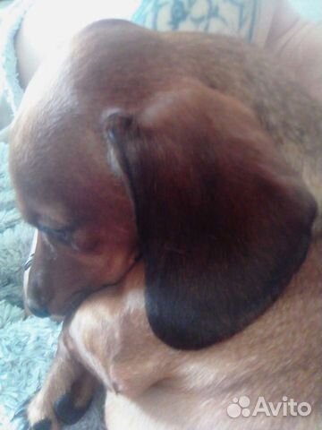 Такса бесплатно вязка