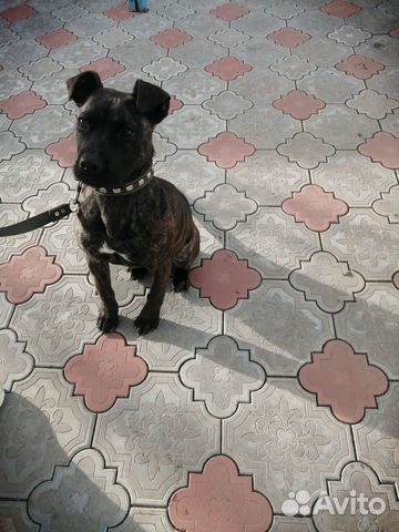 Собака стаффордшер