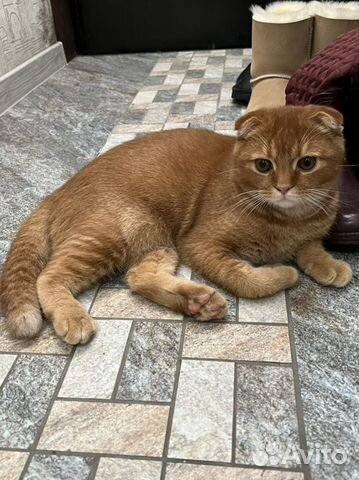 Котик Скотиш Фолд