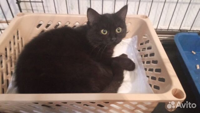 Кошка в приюте бездомная