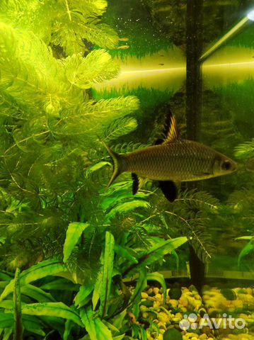 Рыба акулий Балу