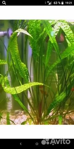 Криптокорина 50 см