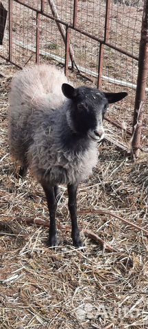 Романовские ярки