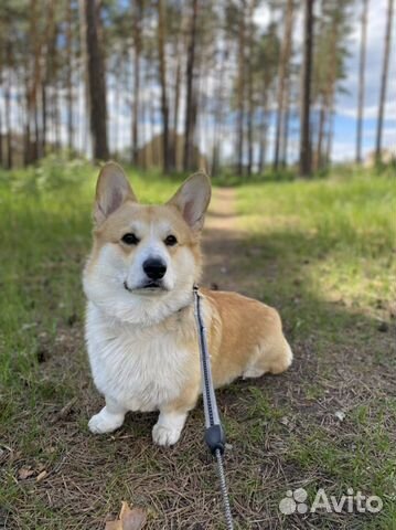 Вельш-корги пемброк кабель вязка