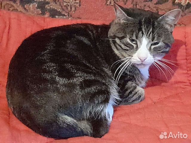 Кошка