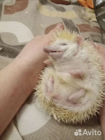 Африканский ежик