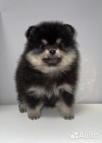 Померанский шпиц