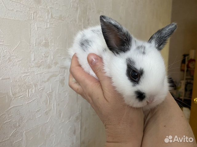 Кролик декоративный