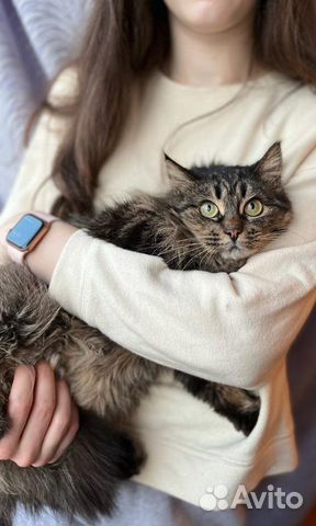 Кассандра пушистая кошечка ласкуша и умница в добр