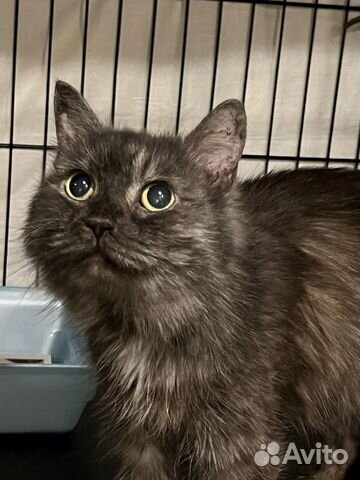 Кошка молодая бесплатно