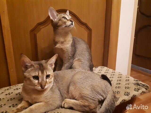 Чаузи