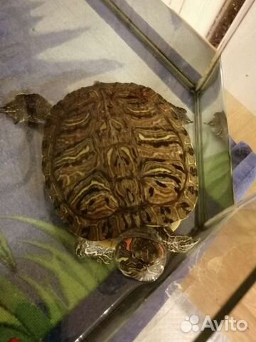 Красноухая черепаха с аквариумом