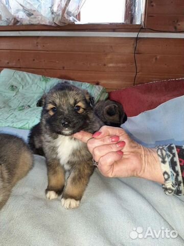 Щенки метисы маленькие лайка немец бесплатно