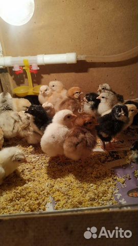 Цыплята суточные