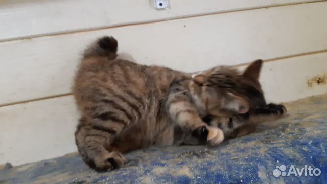 Выбросили курилов