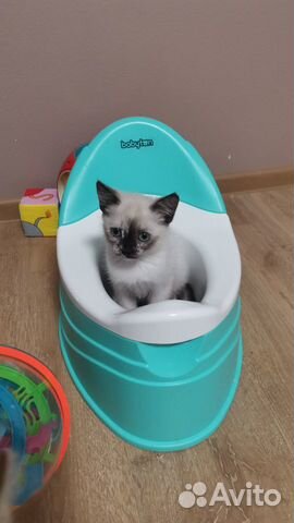 Отдам котенка в добрые руки