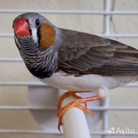 Амадина зебровая самец