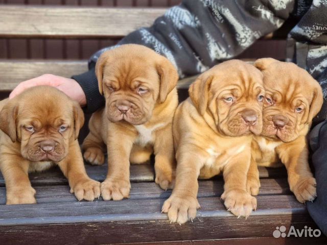 Щенки бордоского дога
