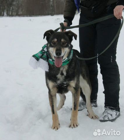 Боня угасает в приюте, мечтает о спасении