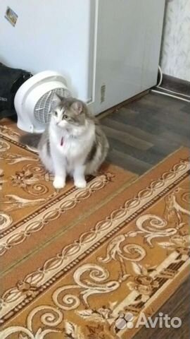 Отдам кошку в добрые руки