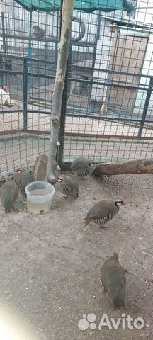 Горная курапатка Кеклик