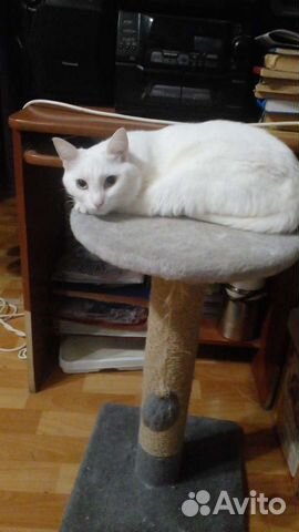 Кот белый