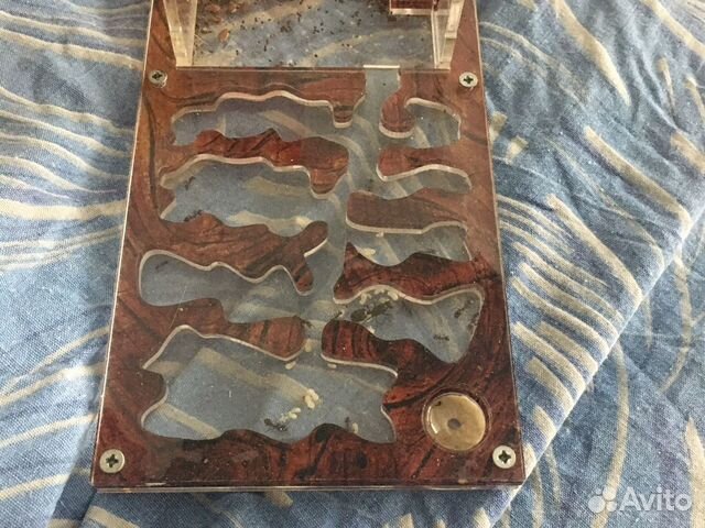 Муравьиная ферма