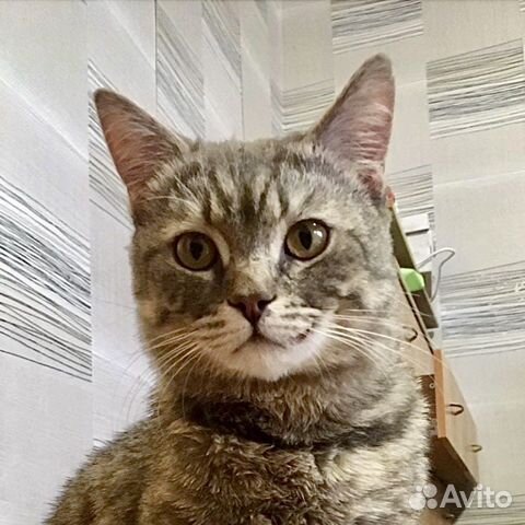 Кот в добрые руки