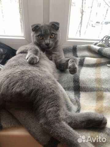 Шотландская вислоухая котенок